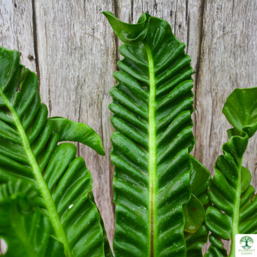 Cobra Fern – Blooming's Garden